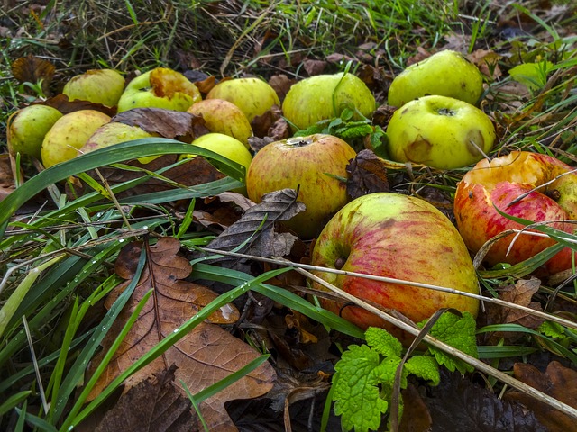 The overripe apple drops by Diane Averill – Words for the Wild