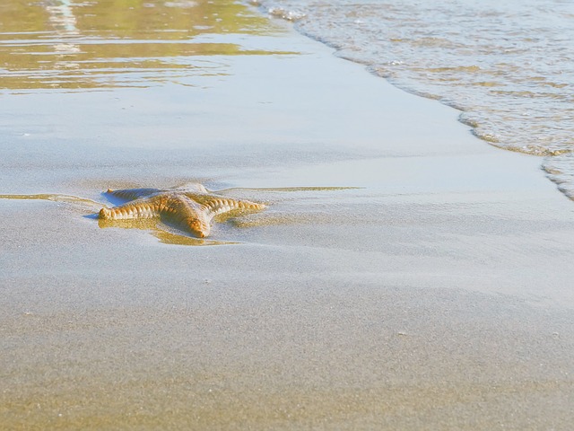 The Star Shaped Scar by Alan McCormick – Words for the Wild