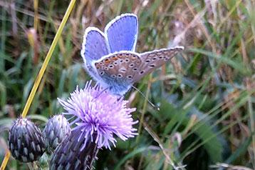Common Blue – Words for the Wild
