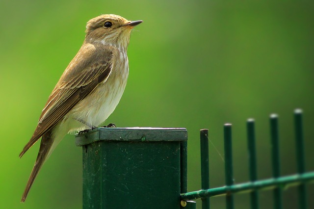 Flitting Days by Daphne Astor – Words for the Wild