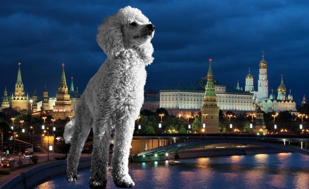 The feral dogs of Moscow by Claire Booker – Words for the Wild